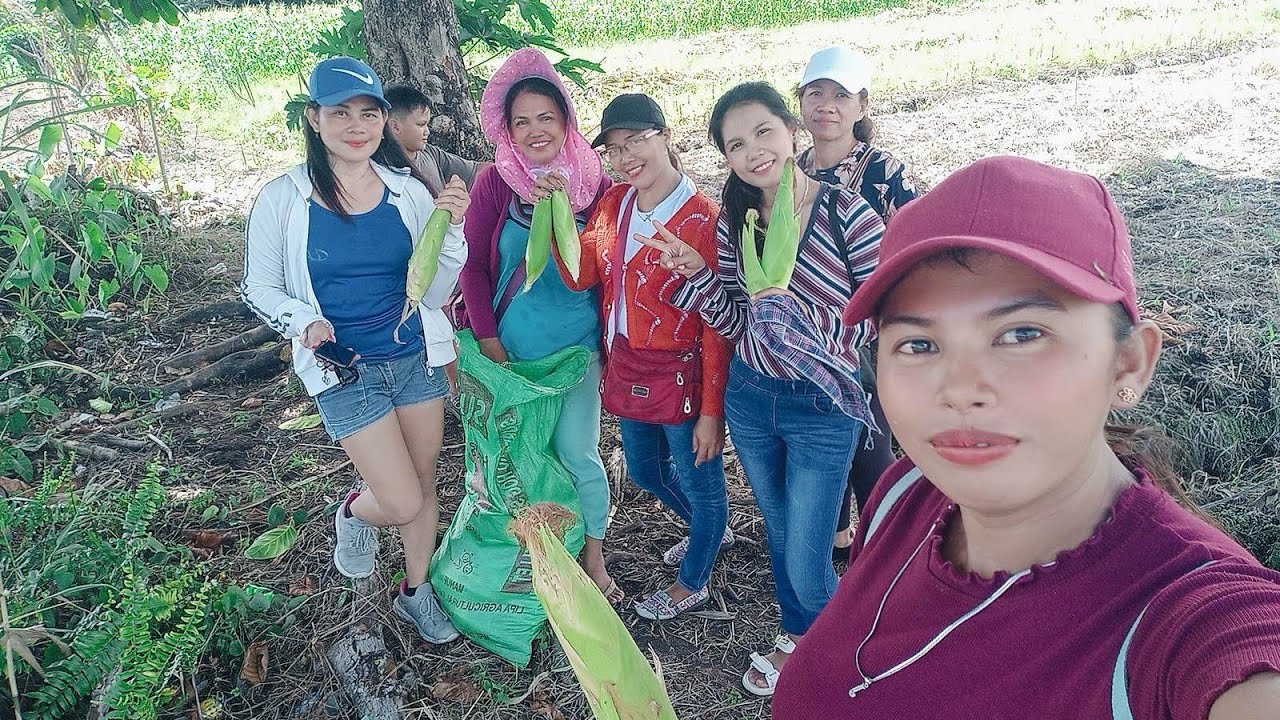 Nag harvest ng Mais/Switielhiz Galos - YouTube