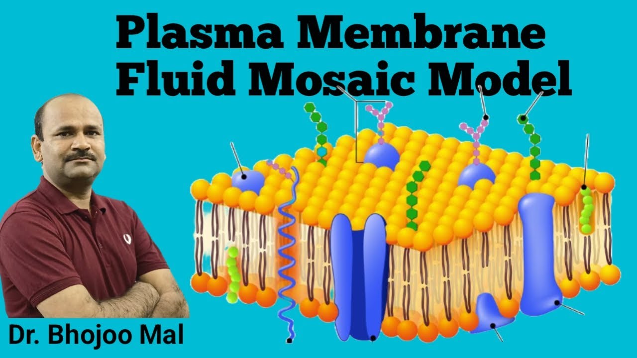 Cell Membrane | Structure and function| Fluid Mosaic Model | Class 11 ...