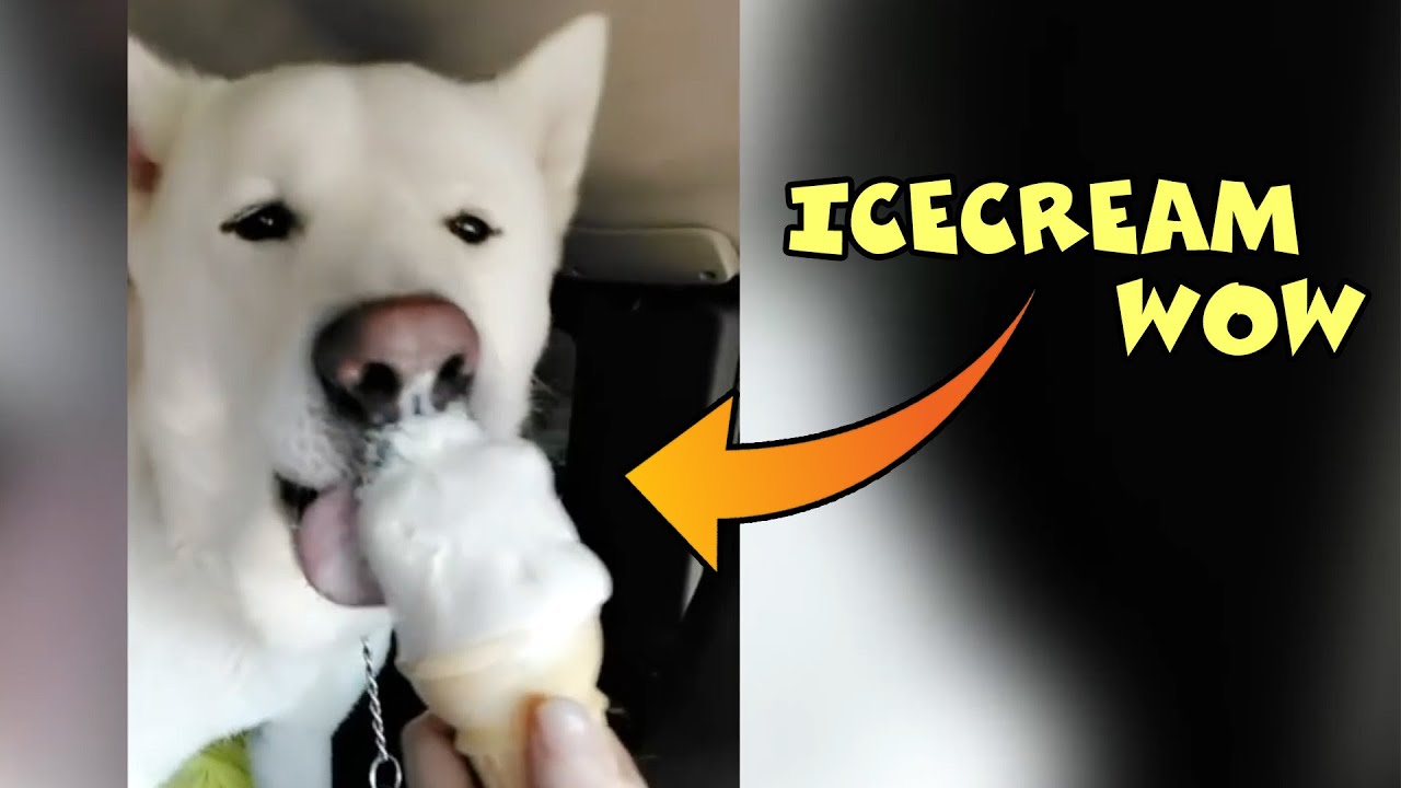 Cute Dog Devouring Ice Cream 🐶 Funny Animals Compilation - YouTube