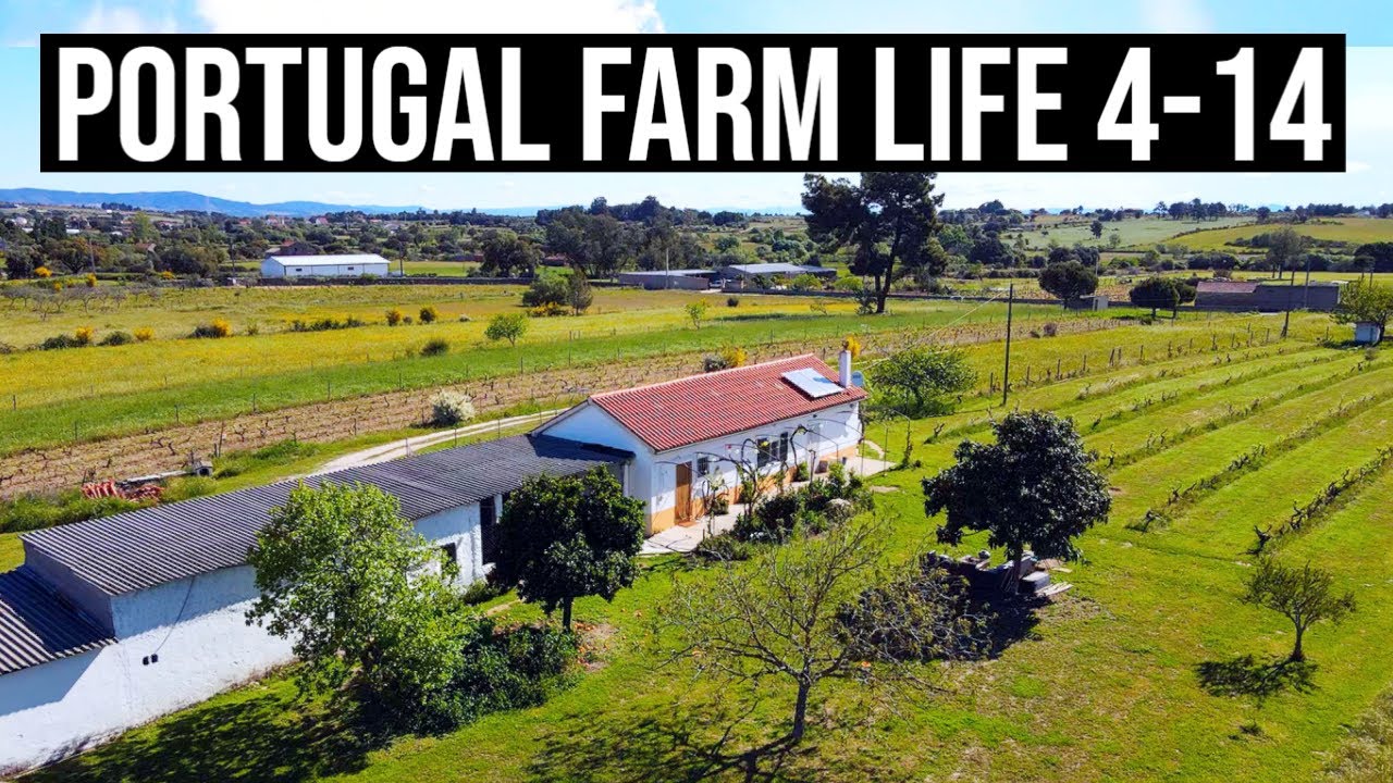 A beautiful FARM in Portugal | PORTUGAL FARM LIFE S4-E14 🌞 - YouTube