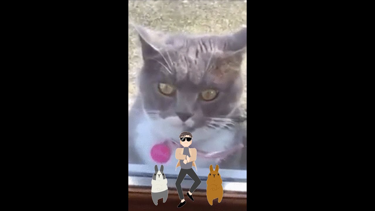 Dancing cat_01_Oppa Gangnam #shorts - YouTube