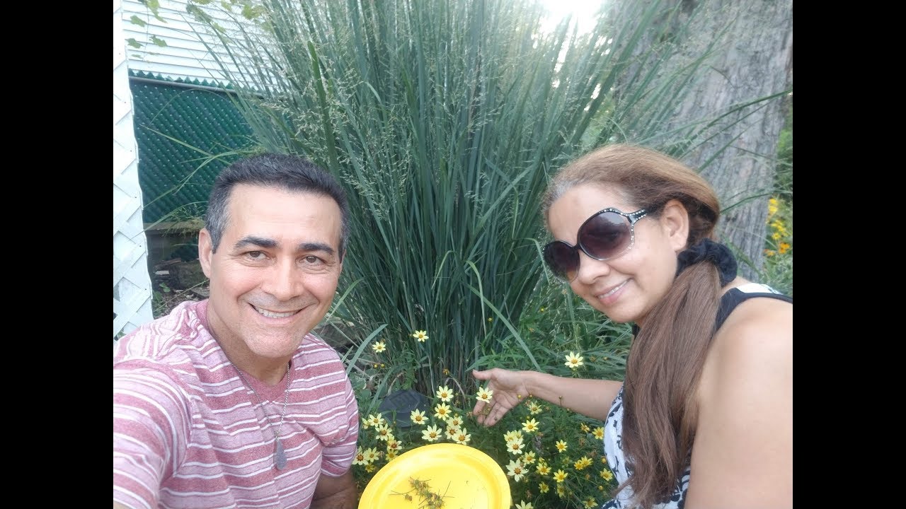 Como Guardar Sementes de Flores e Vegetais / How to Store Flower and ...