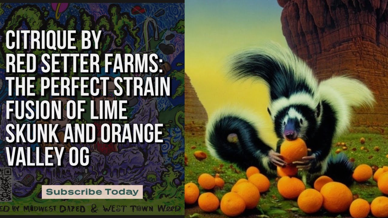 Citrique by Red Setter Farms: The Perfect Strain Fusion of Lime Skunk ...