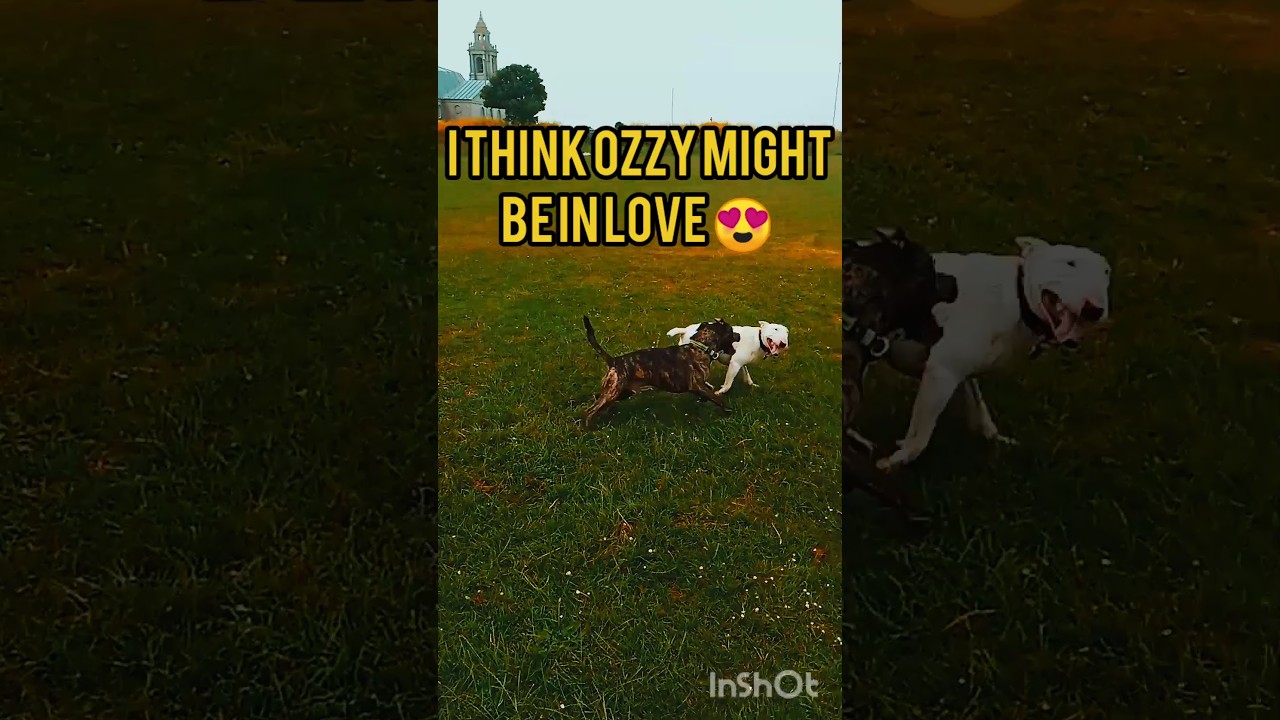 Staffy Ozzy has some off lead play with the beautiful English Bull Sass ...