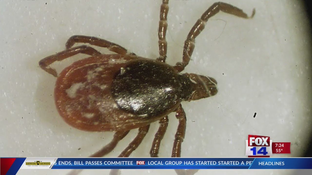 Fox 14 Your Morning News: Tick and Flea season - YouTube