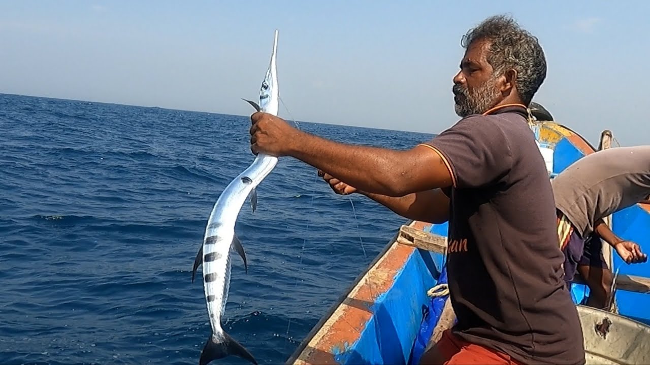 Catching Needle Fish & Horse Mackerel Fish in Sea - YouTube
