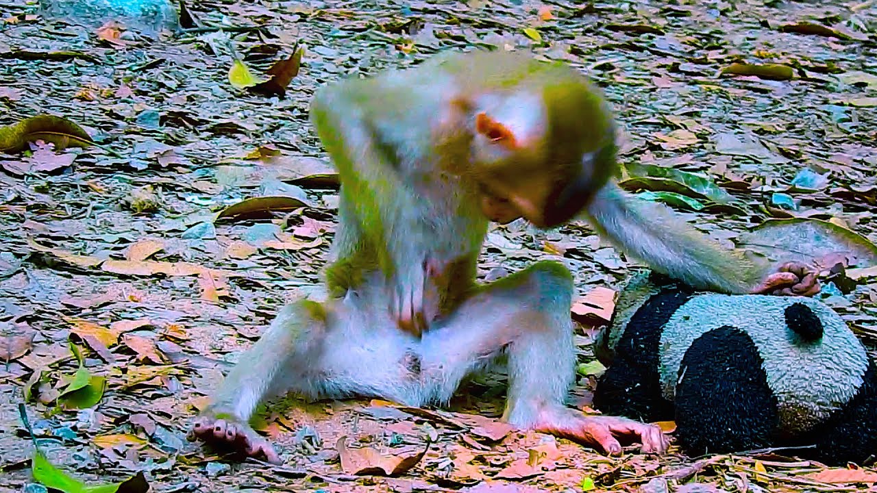 Newborn Monkey 48 Do the babies nurse from other moms than their own ...