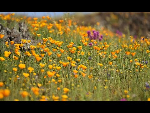 Wildflowers at Table Mountain - Apr 2016 - YouTube