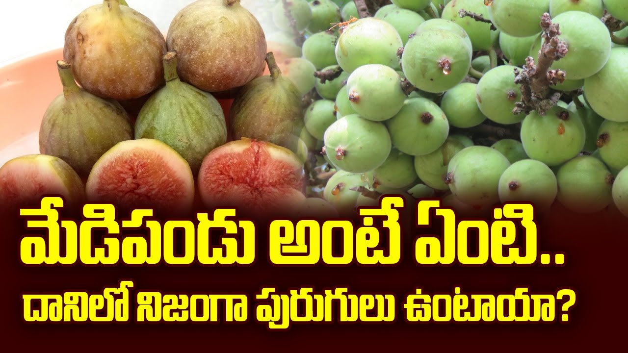మేడిపండు అంటే ఏంటి.. దానిలో నిజంగా పురుగులు ఉంటాయా? || Medipandu ...