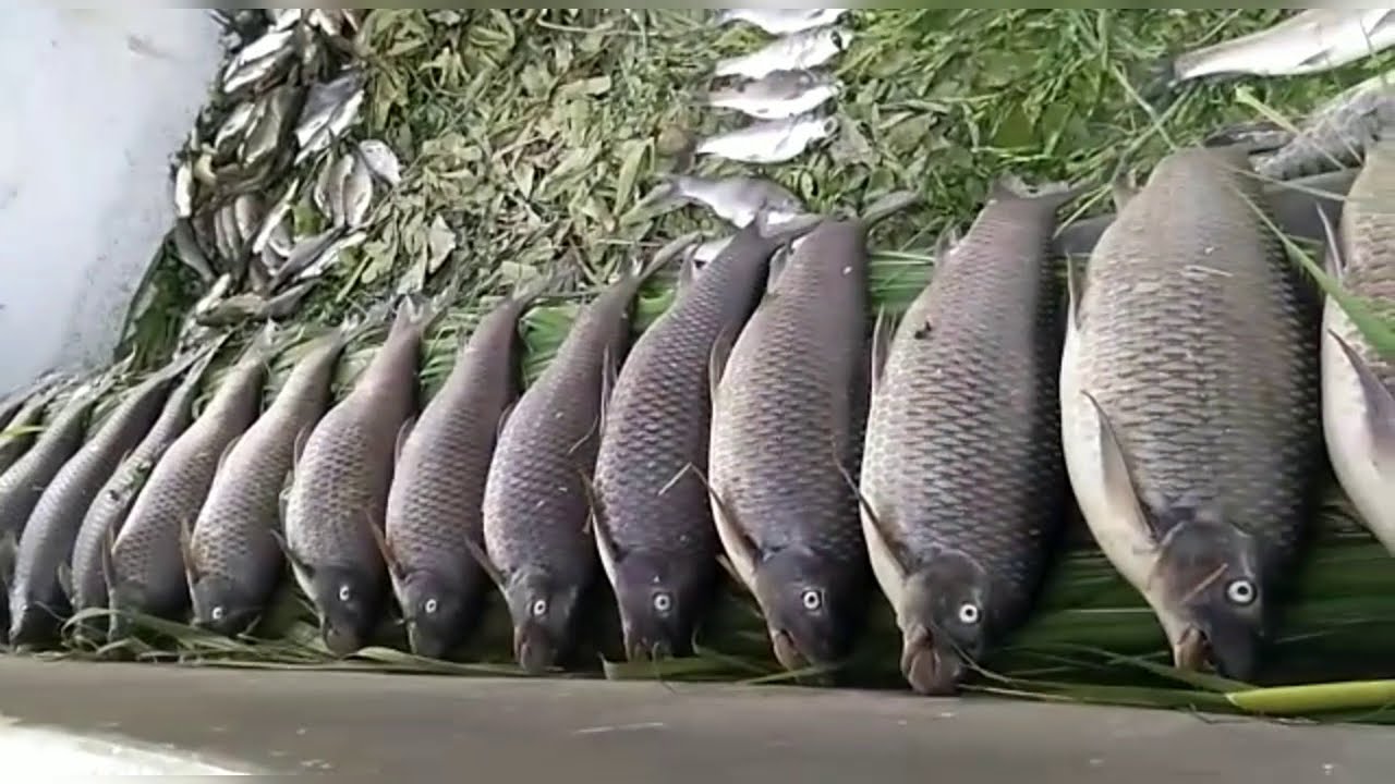 Dynamite Fishing in River ☢️ - YouTube