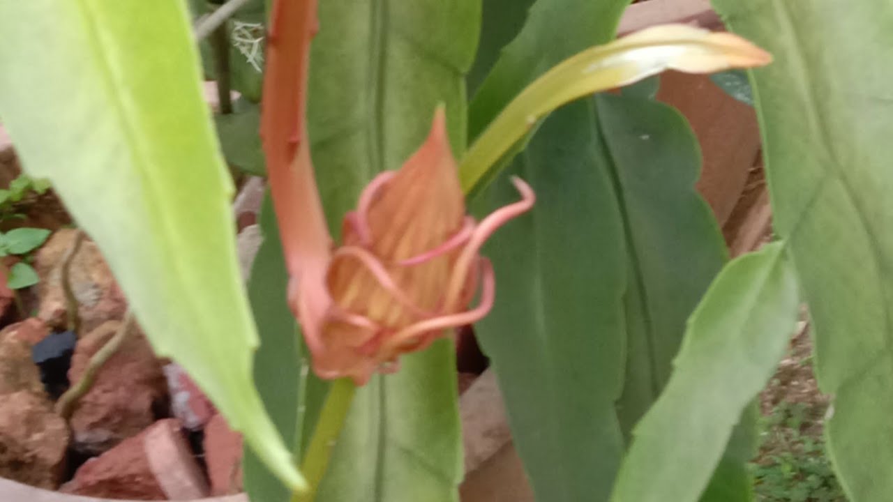 Part 1 Kadupul Flowers Blooming / Queen of The Night - YouTube