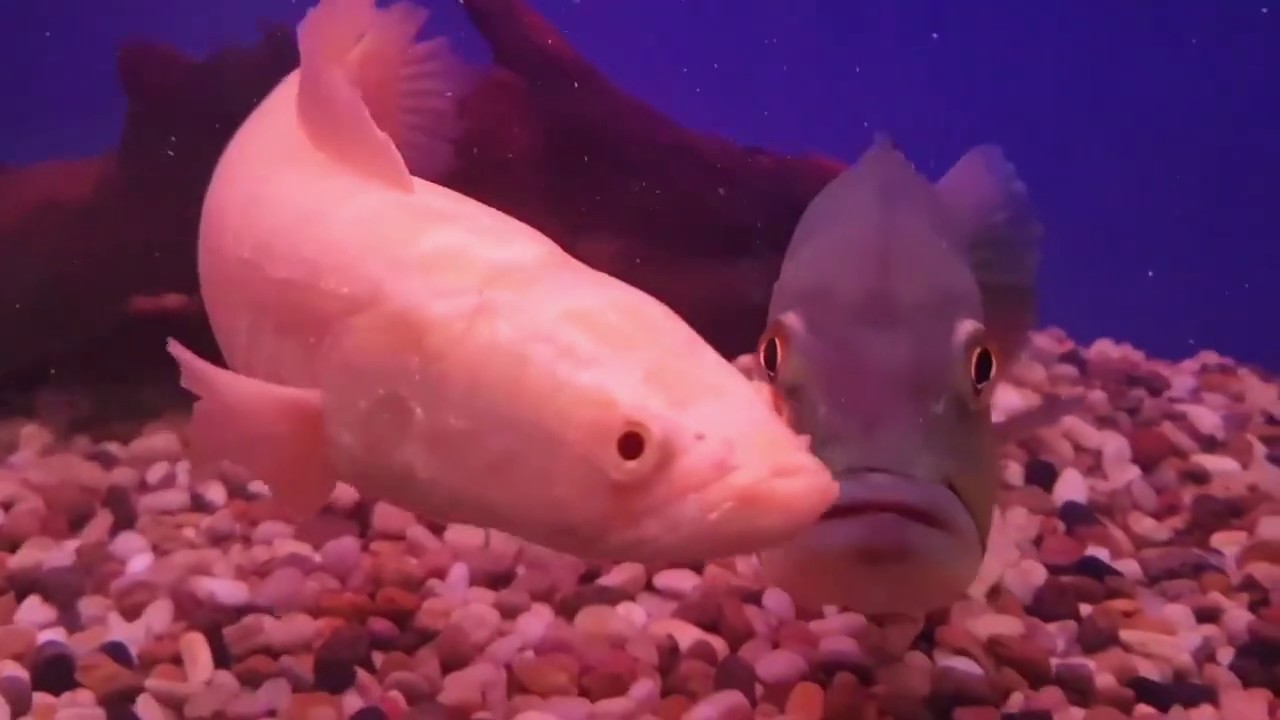 Monster Fish Tank Mates | Monster Fish Tank | Creepy Freshwater ...