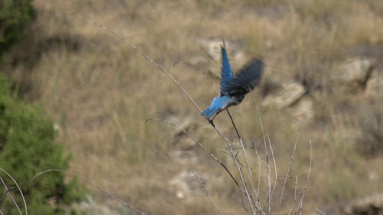 Mountain Bluebird Taking Flight - YouTube