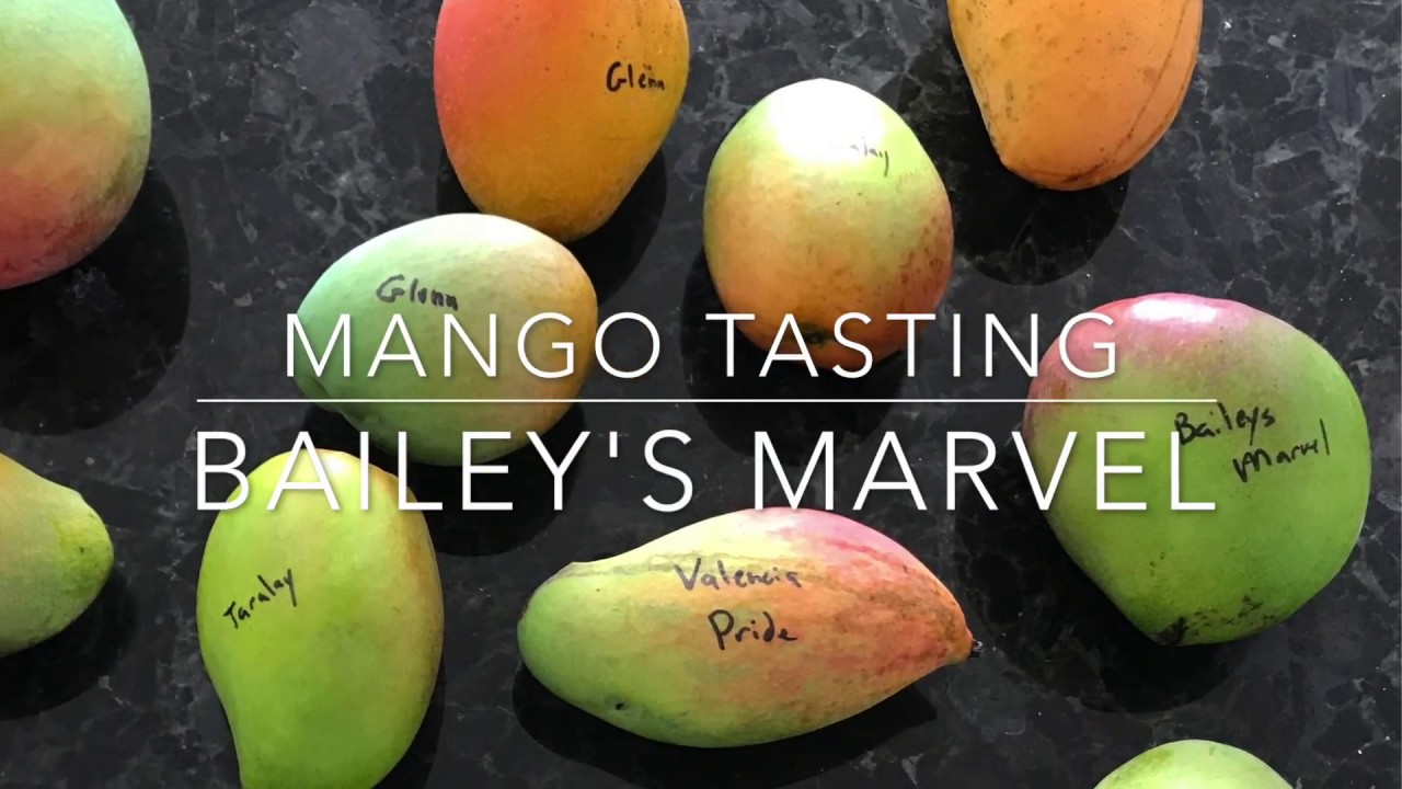 Tasting Florida Mangos - Bailey's Marvel Mango - YouTube
