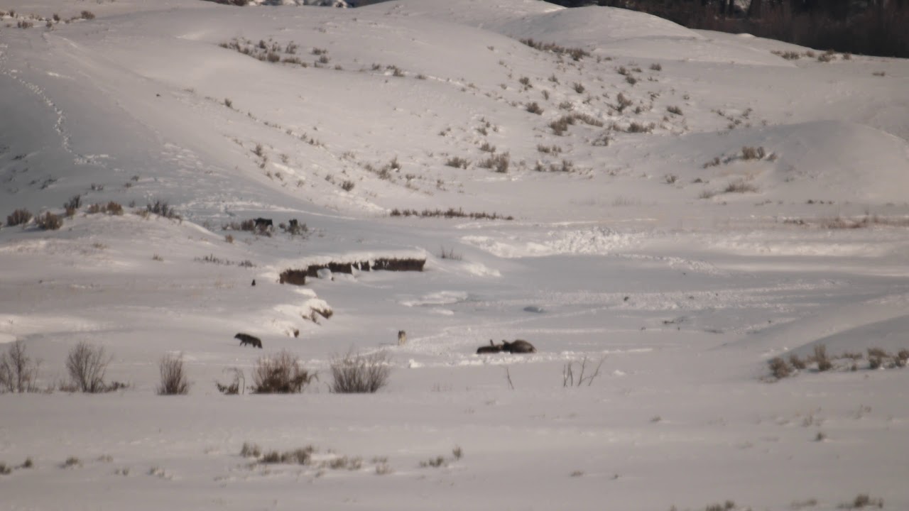 wolf pack attacking bison 1 - YouTube