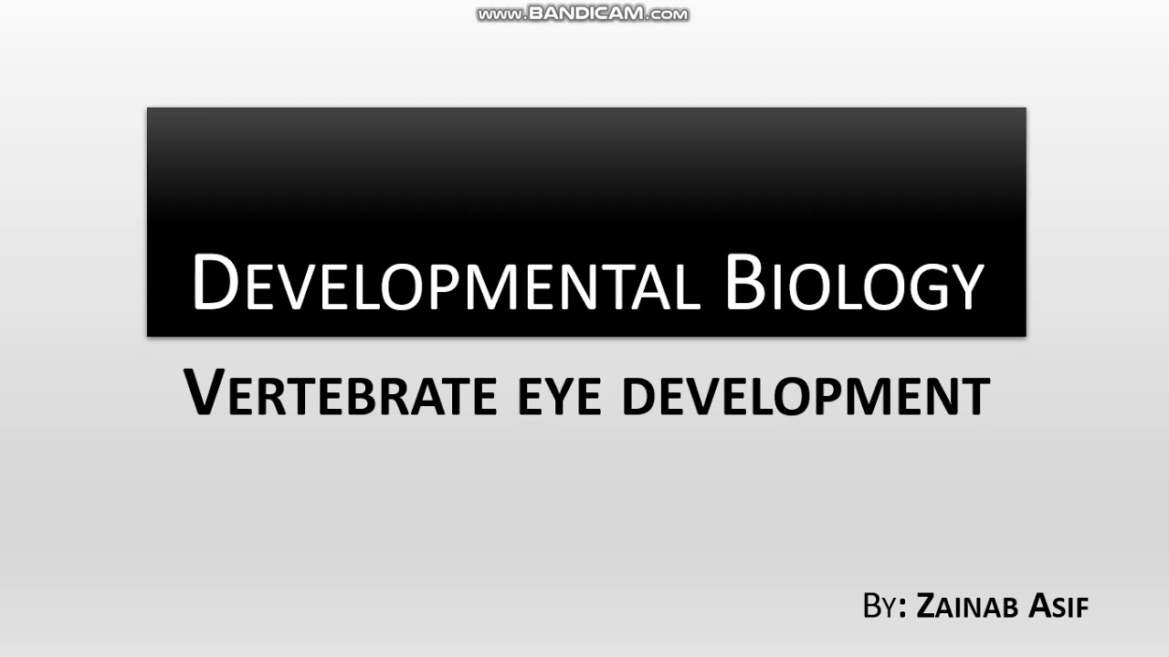 Vertebrate eye Development by Prof. Zainab Asif for MSC zoology - YouTube