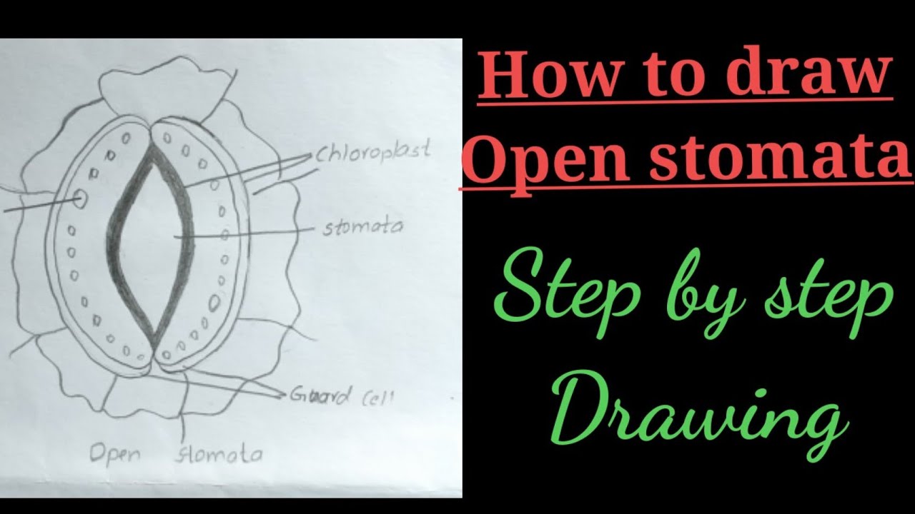 How to draw open stomata |How to draw open stomata easily | Eazy way to ...