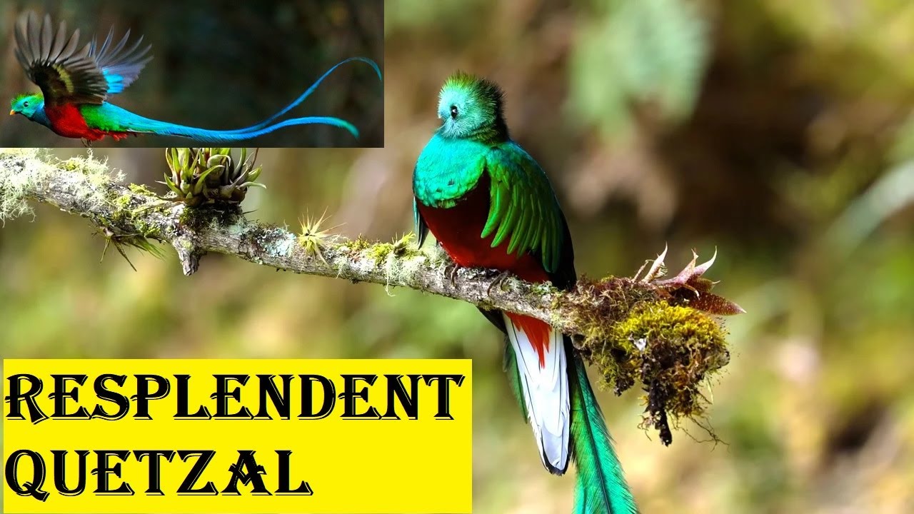 Resplendent Quetzal | Bird Histrology - YouTube