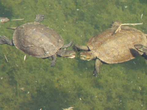 Kato Zakros Turtles. Crete. 2010. - YouTube