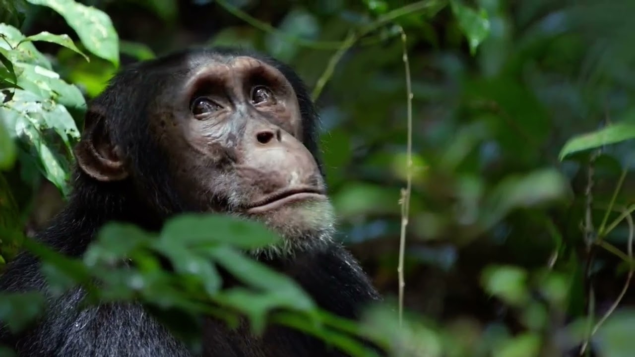 Disneynature chimpanzee 2012: Chimpanzees hunting monkey’s - YouTube