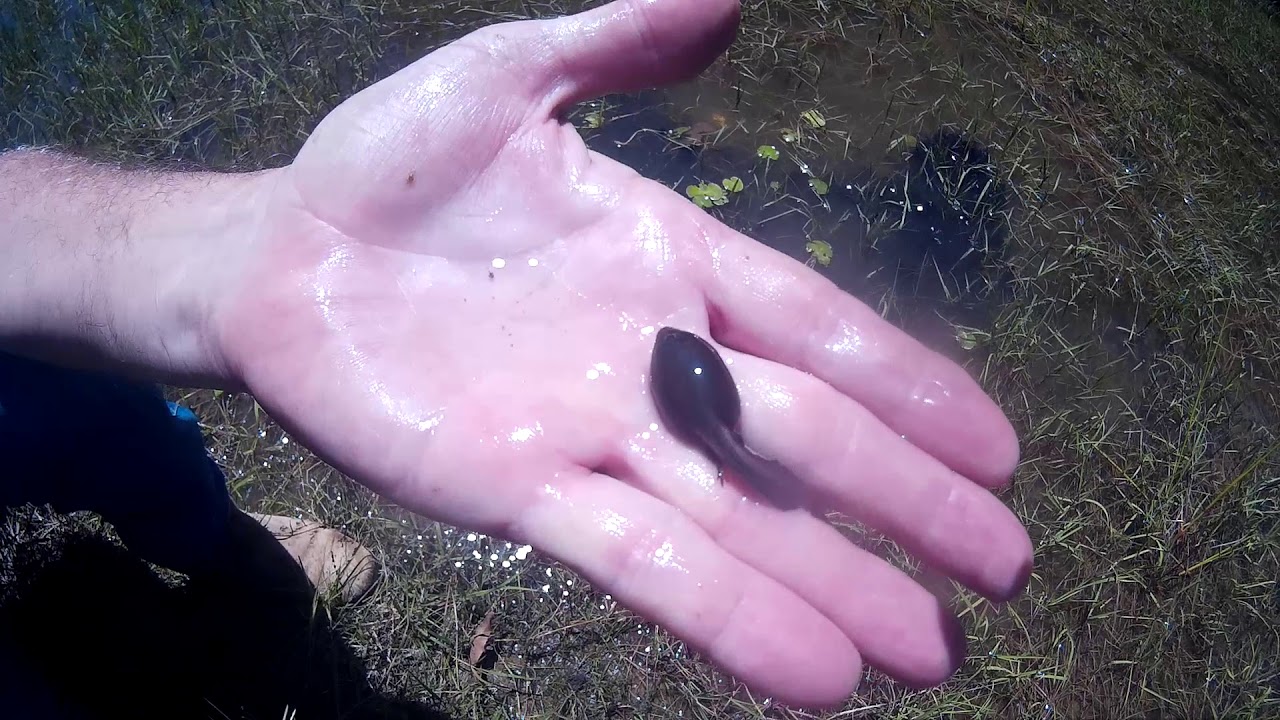 Gerino,Filhotes de Sapo,Ibaré,Palma,São Gabriel,Lavras do Sul.Borin ...