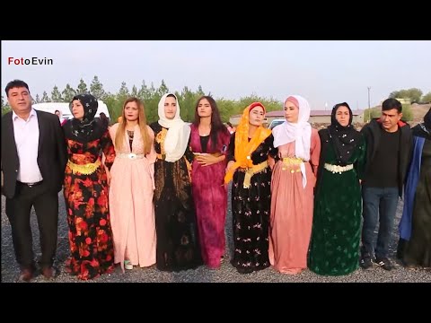 Şevko Halayı Viranşehir Yeni 2021