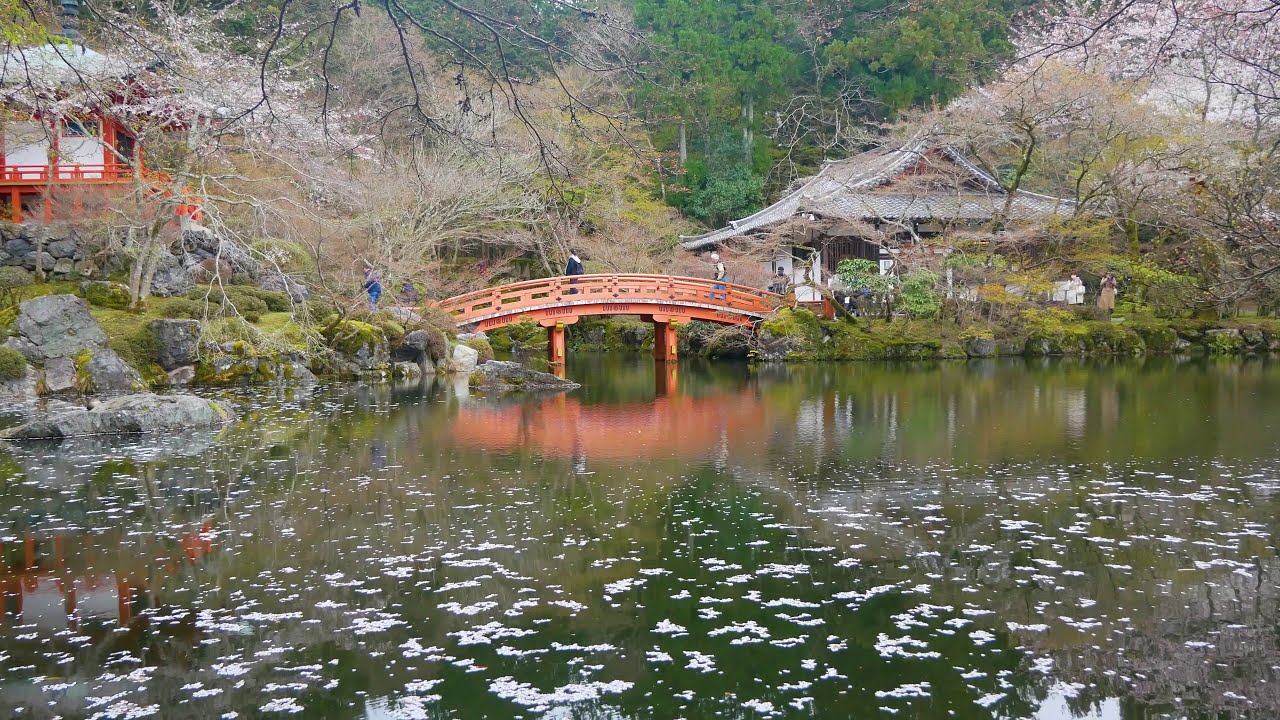 Japan Sakura Water Bridge Full Version - YouTube