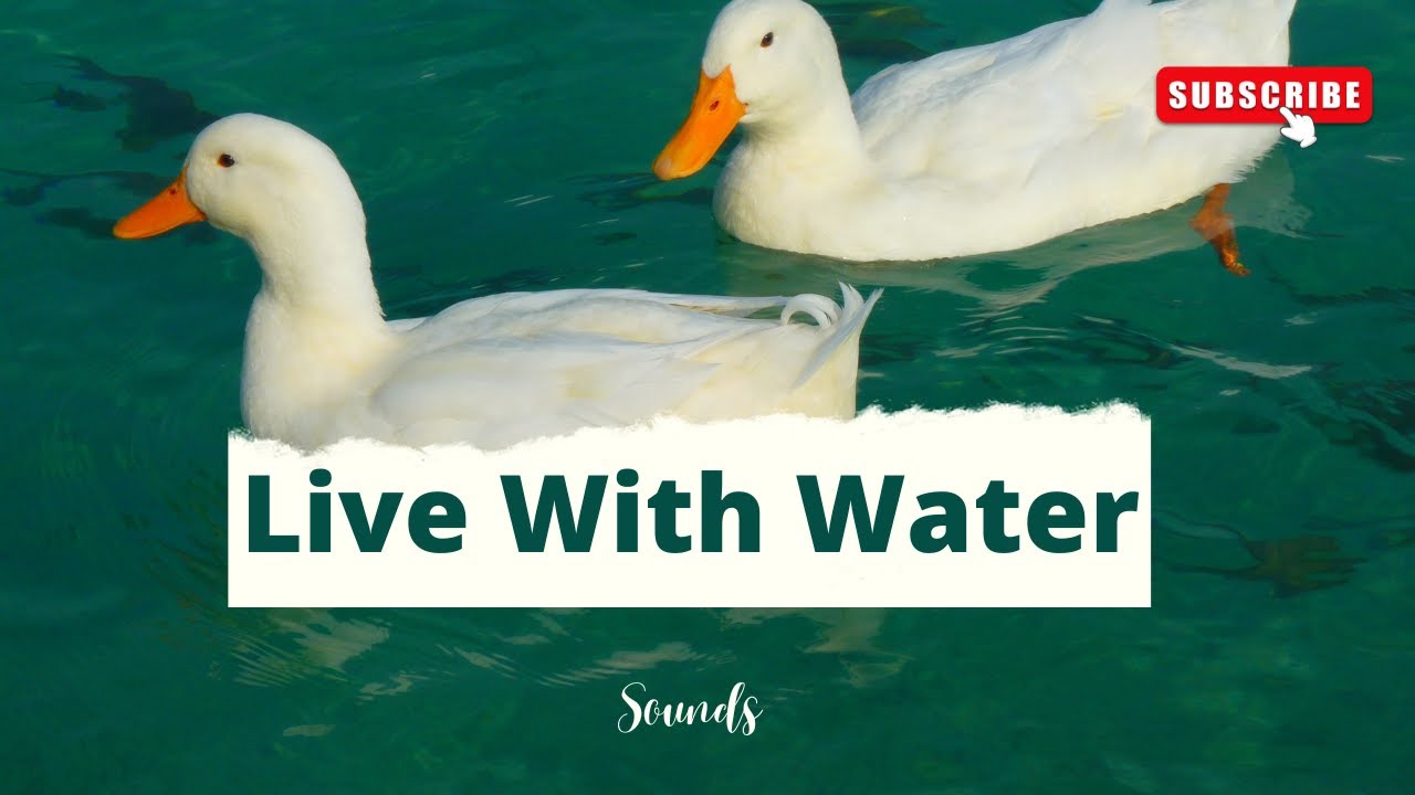 Water flowing Sound therapy | Birds chirping | water flowing sound ...