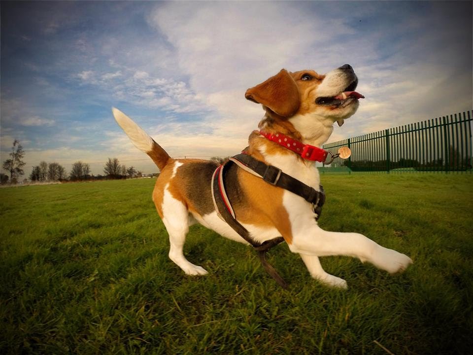 The World Through A Beagle's Eyes | GoPro Dog Cam in 1080p - YouTube