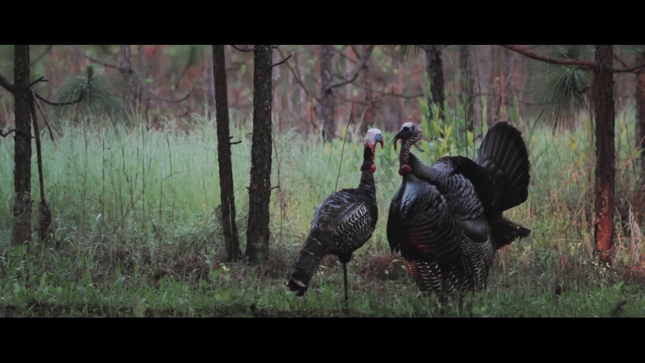 Lost Lake Turkey Calls - YouTube