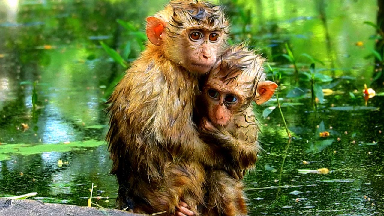 Both monkeys are cold - YouTube