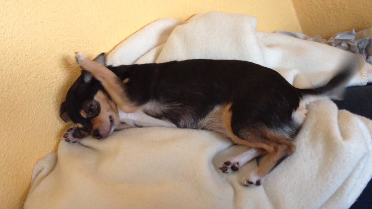 Petunia cuddle worm - YouTube