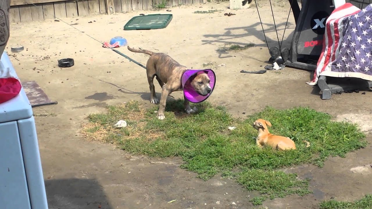 Funny Dog Video (Fast Dog Tease's the Big Dog) - YouTube