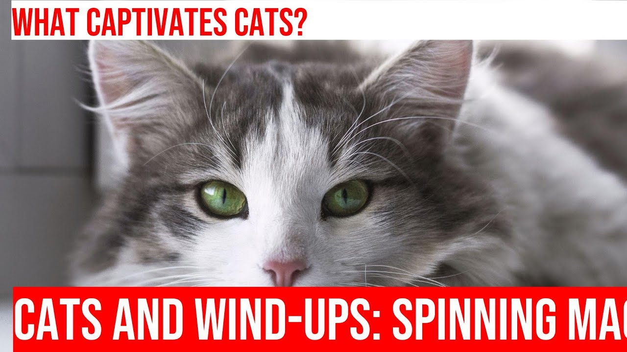 Cats and Wind-Up Toys: Unlocking the Magic of Spinning Playtime - YouTube