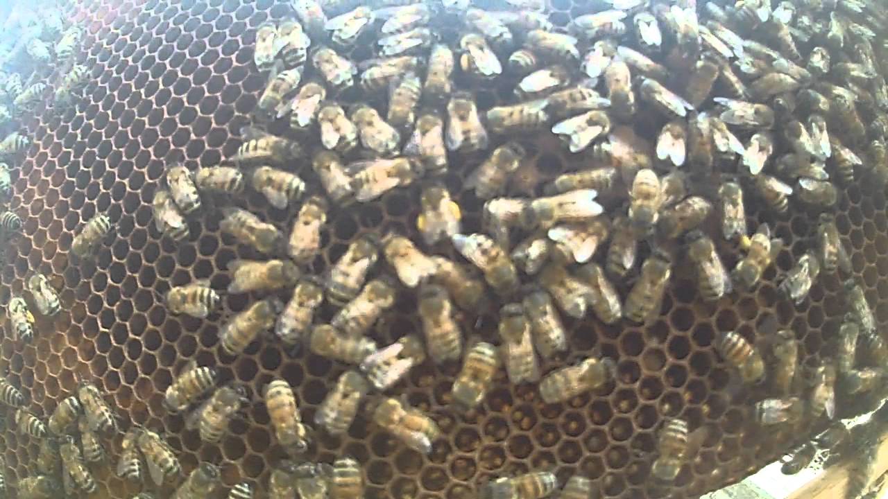 Visita arnia nr 05 -ex arnia con covata calcificata- - YouTube