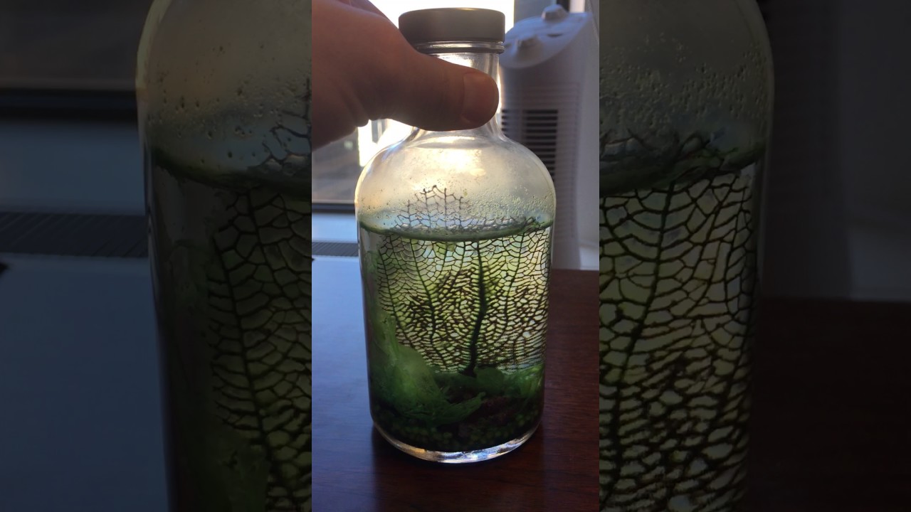 DIY Ecosphere - Part 2 (nine month check-in) - YouTube