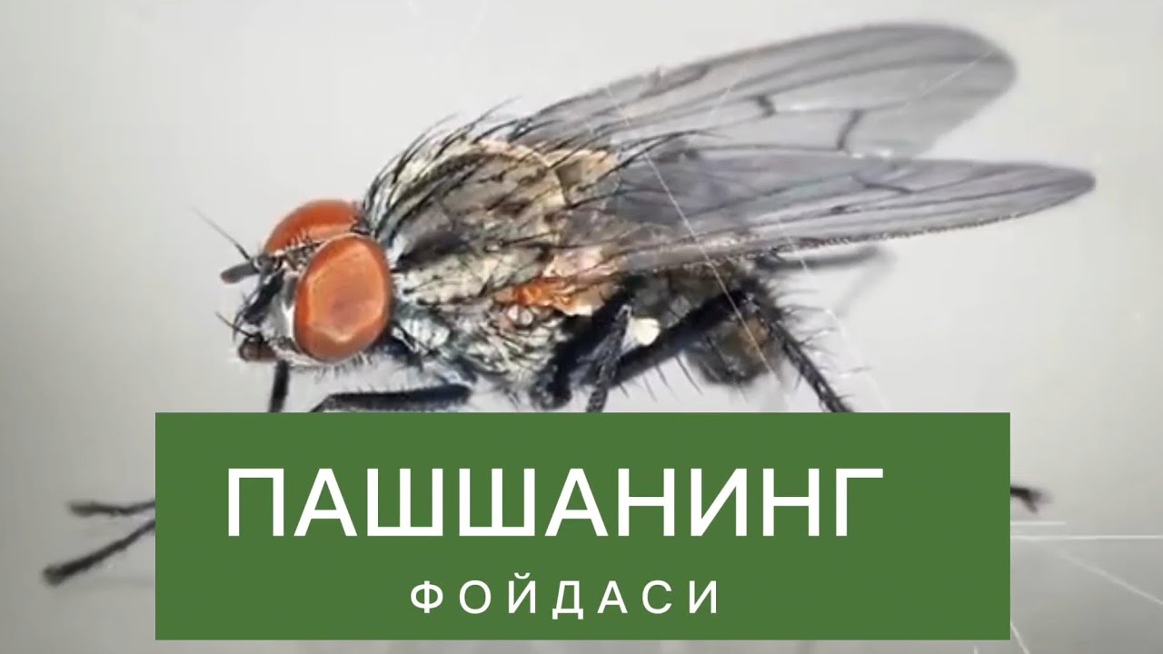 ПАШШАНИНГ ФОЙДАСИ//PASHSHANING FOYDASI 🤔 - YouTube