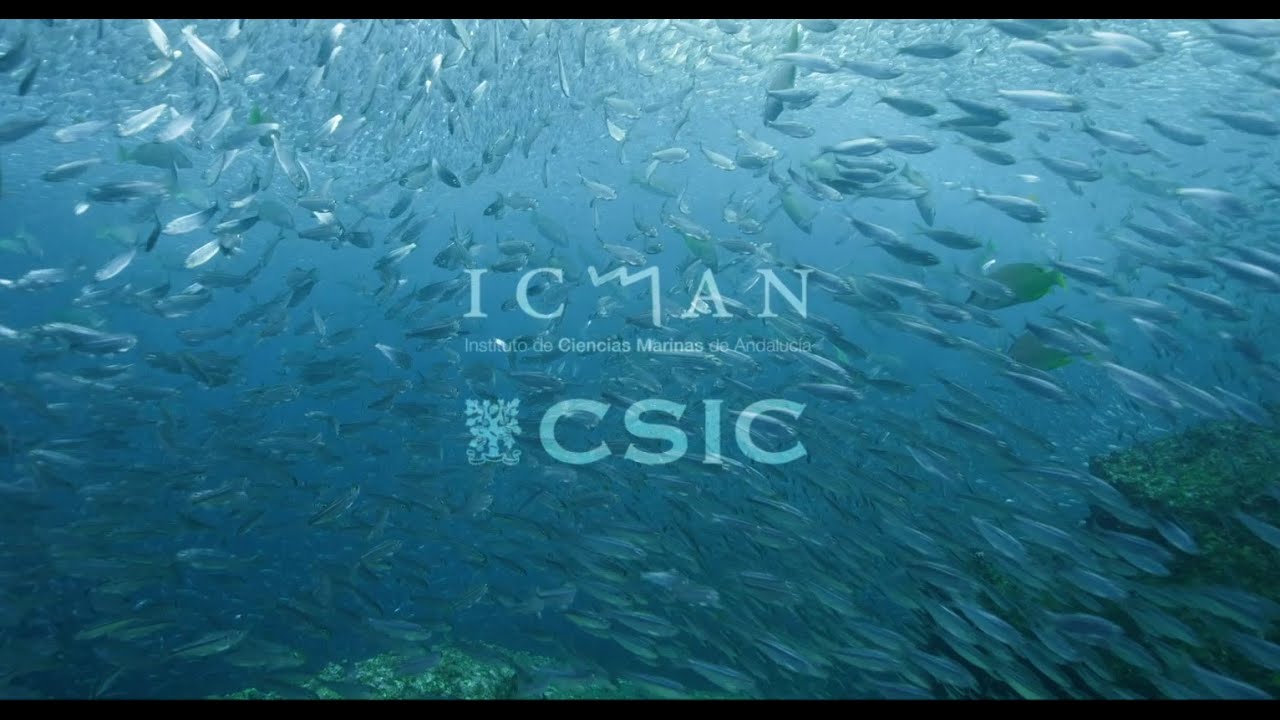 Vídeo corporativo del Instituto de Ciencias Marinas de Andalucía (ICMAN-CSIC) - YouTube