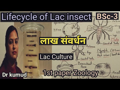 #Lac Culture#Life cycle of Lac insect#Laccifer lacca or #Trachardia#लाख ...