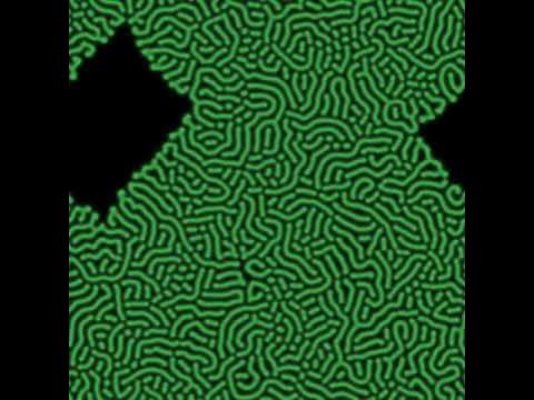 Reaction-Diffusion Simulation - YouTube