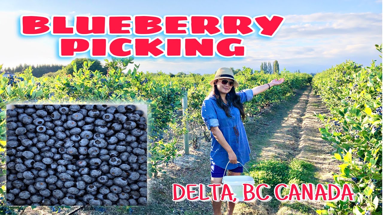 BLUEBERRY PICKING - DELTA, BC CANADA | HOW To PICK BLUEBERRIES - YouTube