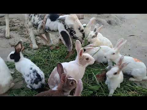 Rabbit 🐰🐇 family grassing