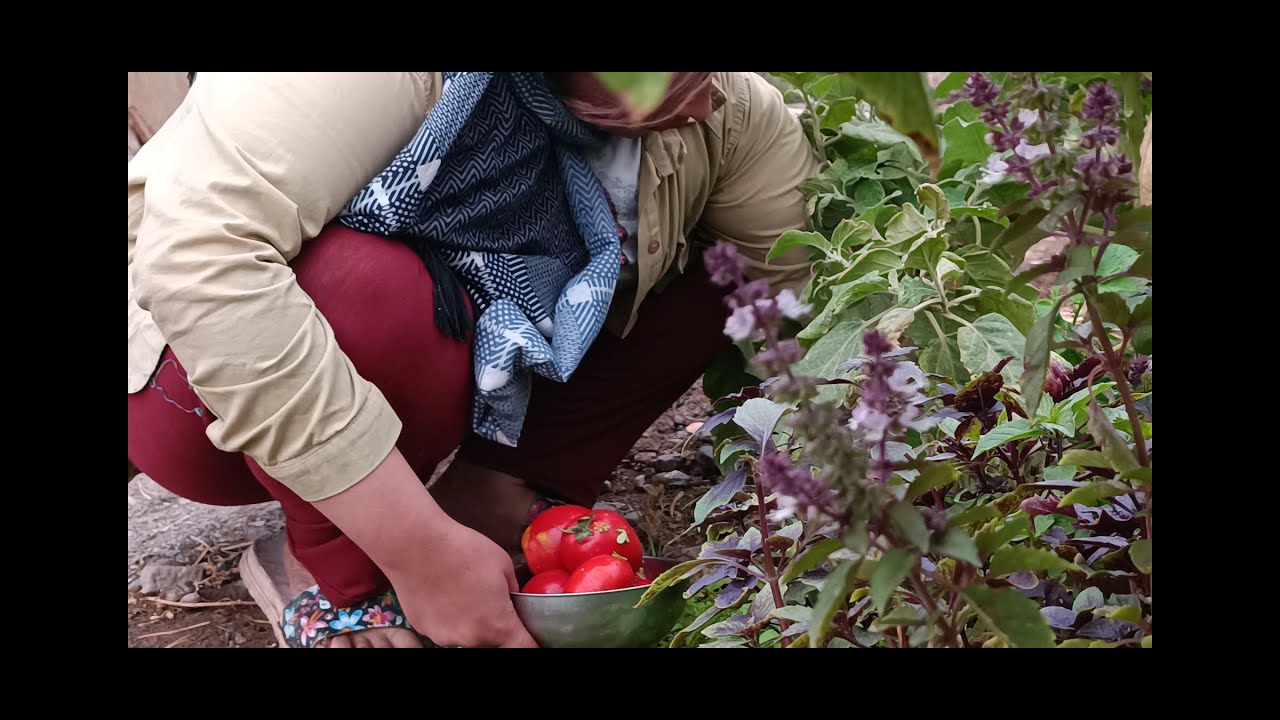 IRAN Nomadic Life | Daily Village life in the Mountains of Iran🗻 - YouTube