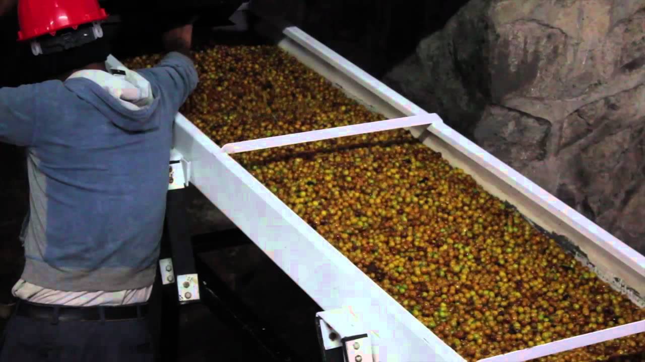 Coffee Processing Natural Method: Beneficio El Manzano - Varietal ...