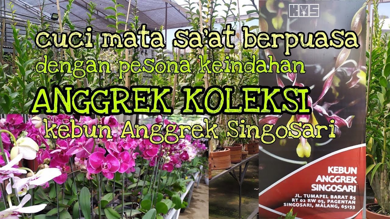 Anggrek Koleksi KEBUN ANGGREK SINGOSARI - YouTube
