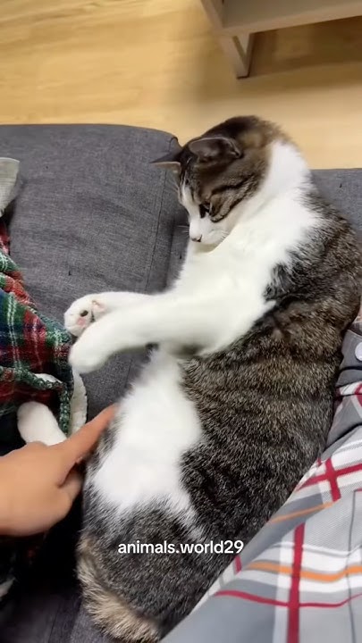 #funny #dog #cat #pets #funnyanimals #animals #funnycats #memes #cute #funnypets - YouTube