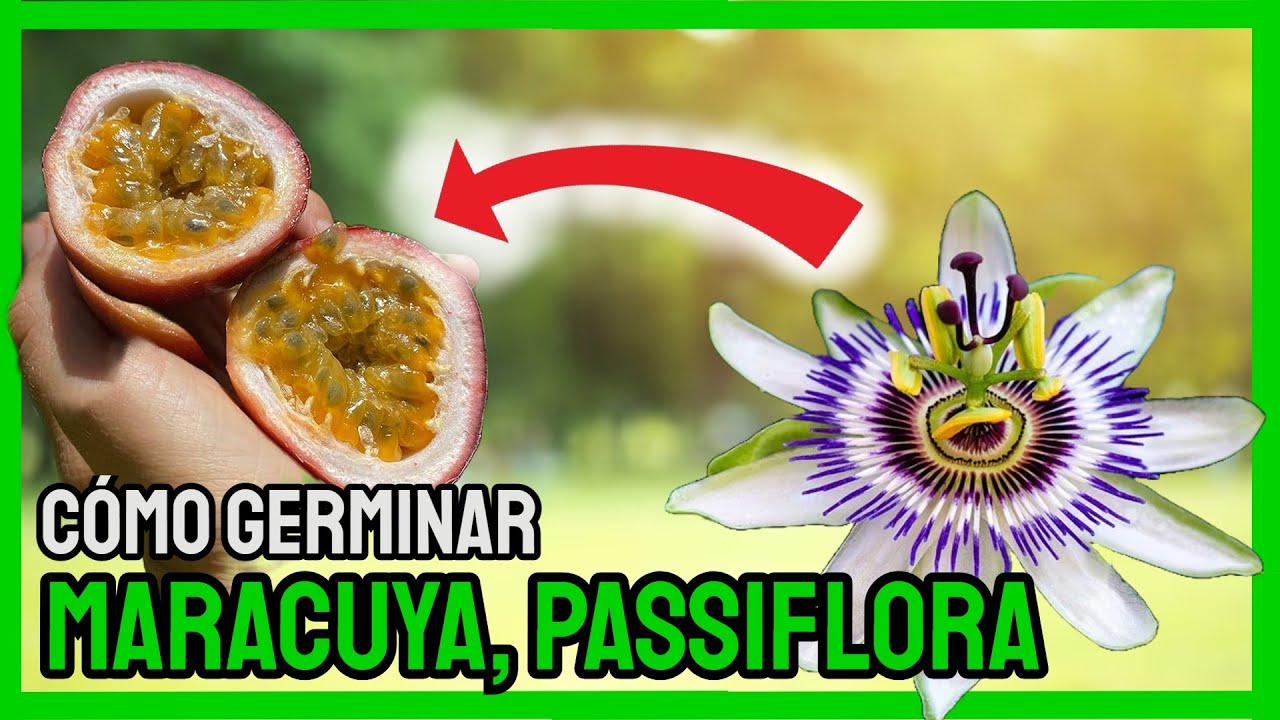 MARACUYÁ ️Cómo sembrar🪴 / Guía de siembra #2 Passiflora fruta de la ...