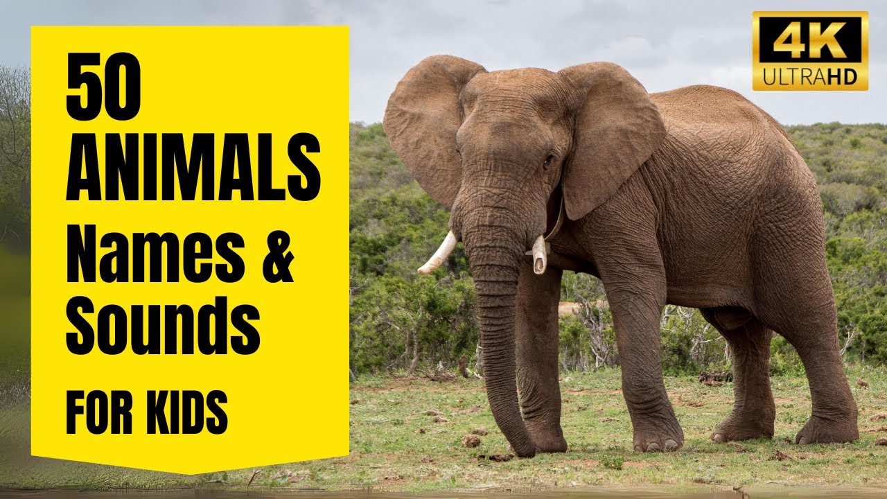50 Animal Names and Sounds for Kids to learn | English | Real Animals ...