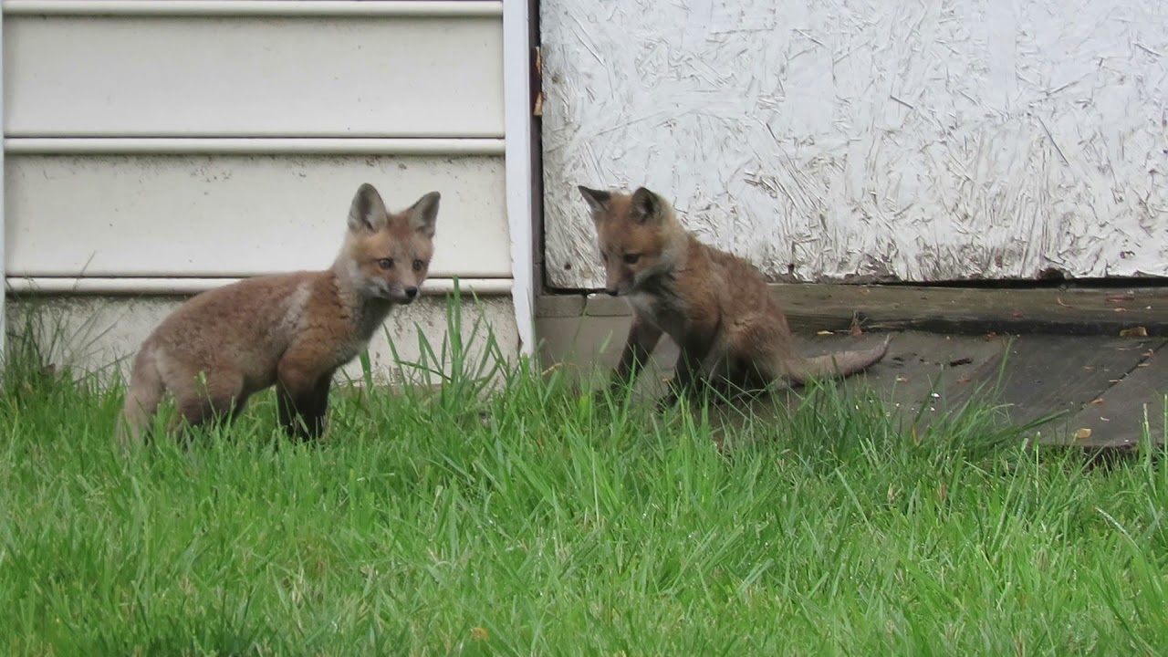 Fox Kits Fighting Over a Groundhog Head - YouTube