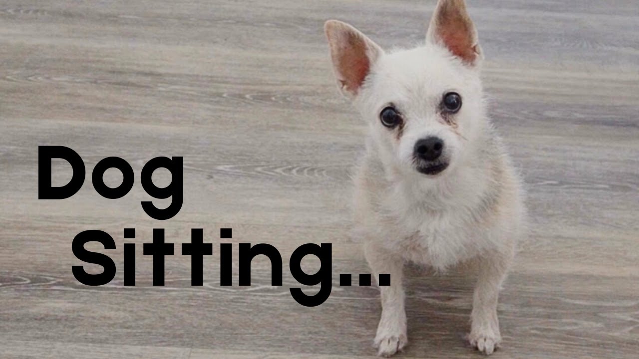 Dog Sitting - Skit - YouTube